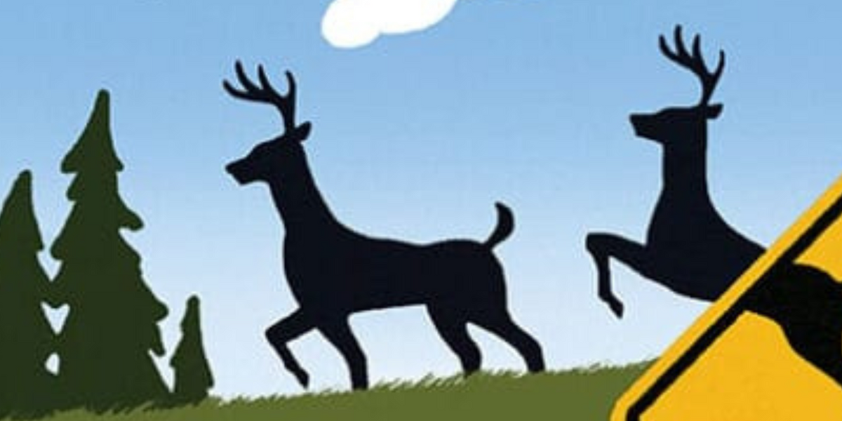 Driving with Care: How Dash cams Protect Wildlife on the Road ...